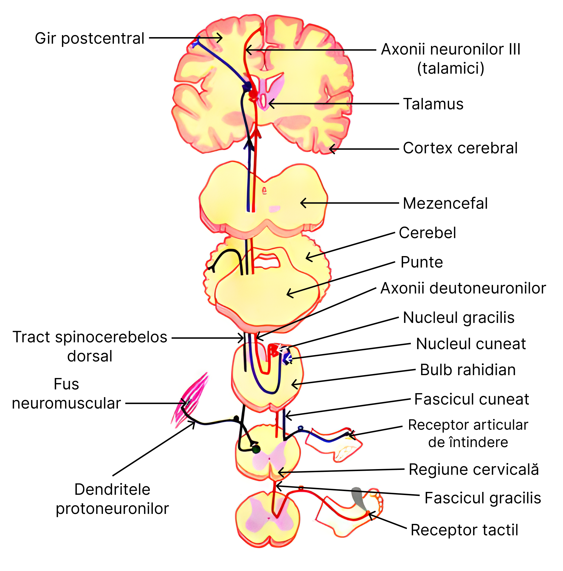 Măduva spinării - Biologie Corint - GinaMed