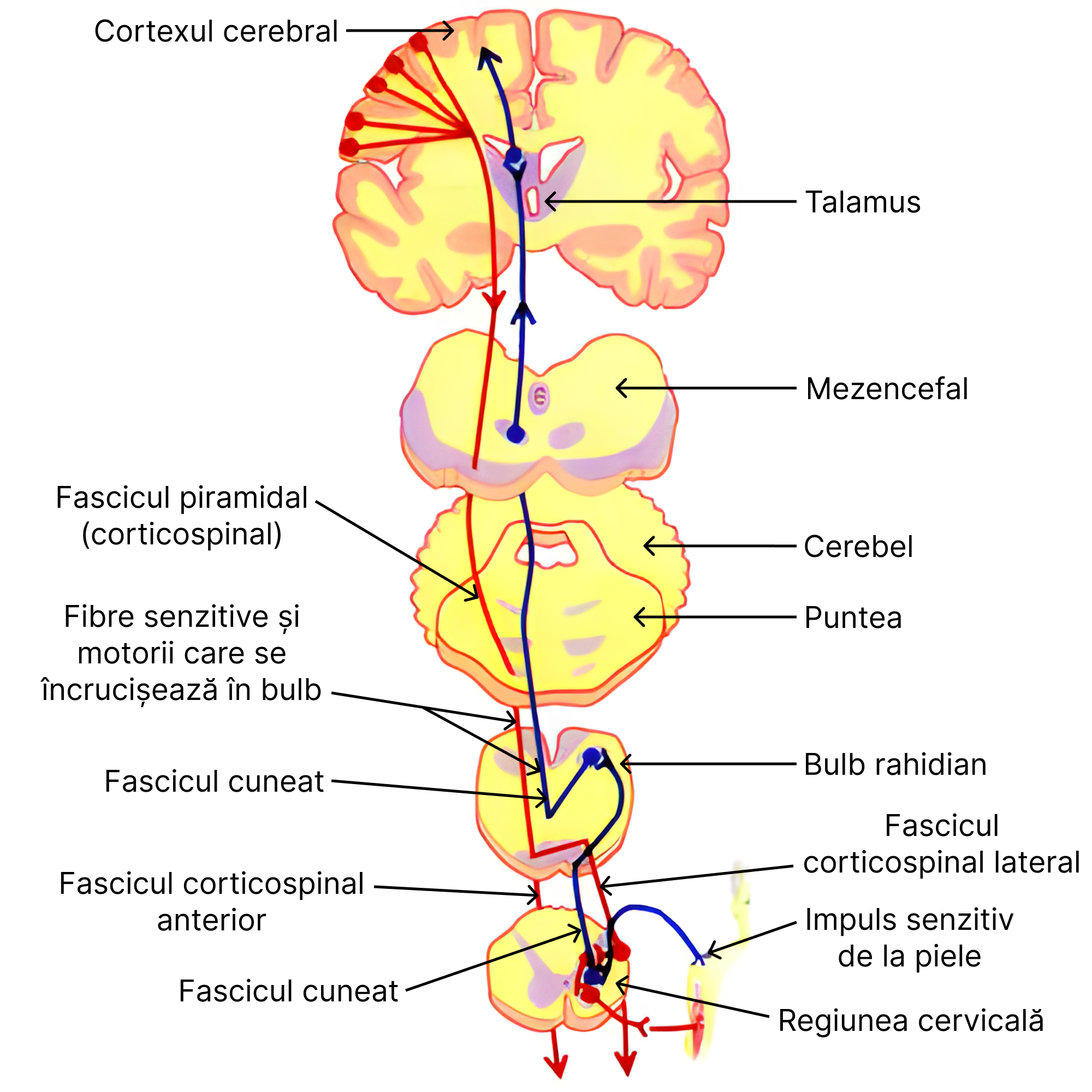 Măduva spinării - Biologie Corint - GinaMed