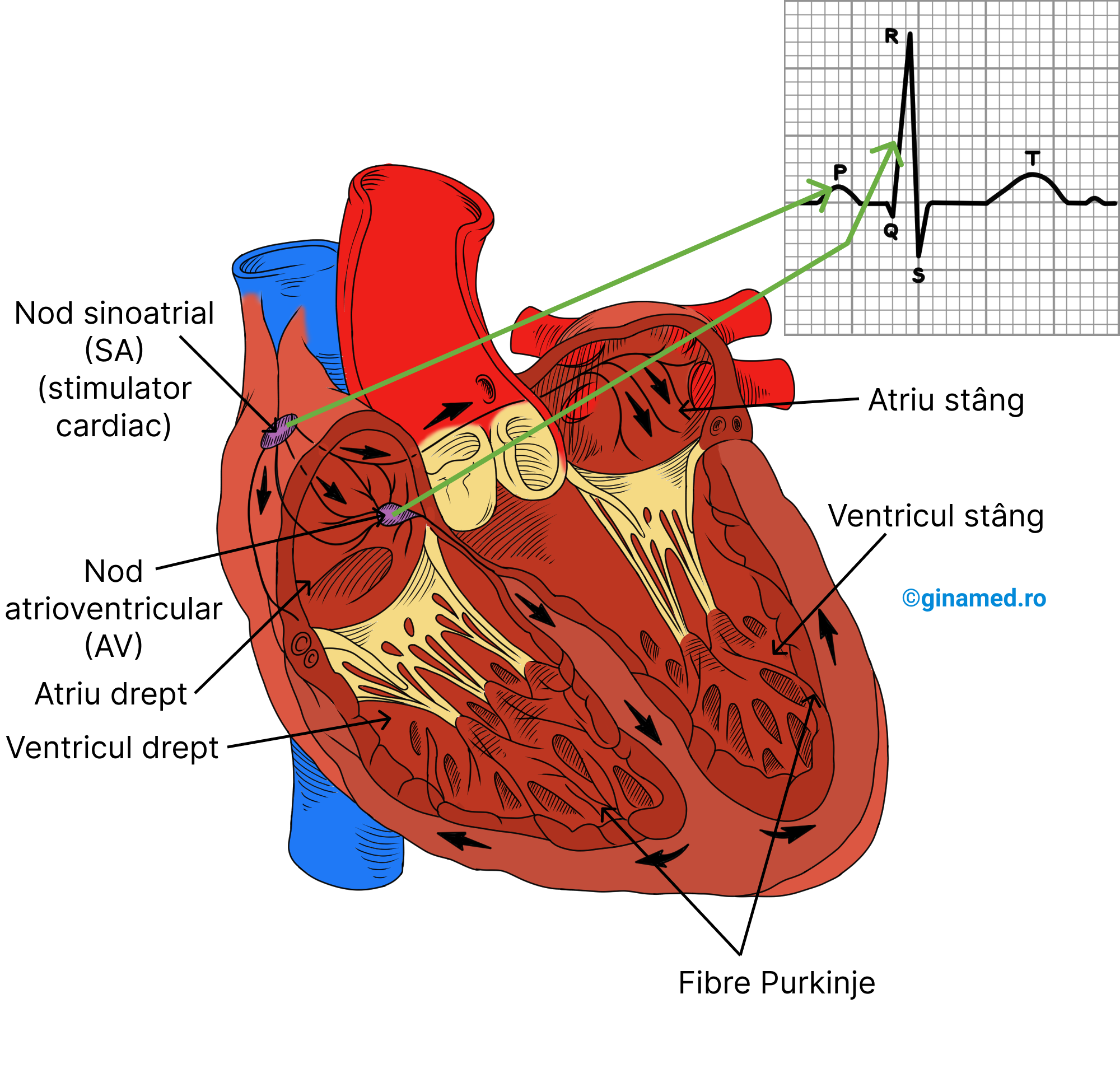 Sistemul cardiovascular - GinaMed