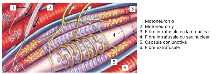 Analizatorii - Biologie Corint - GinaMed