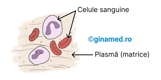 Sânge,matrice,substanta fundamentală - GinaMed Forum