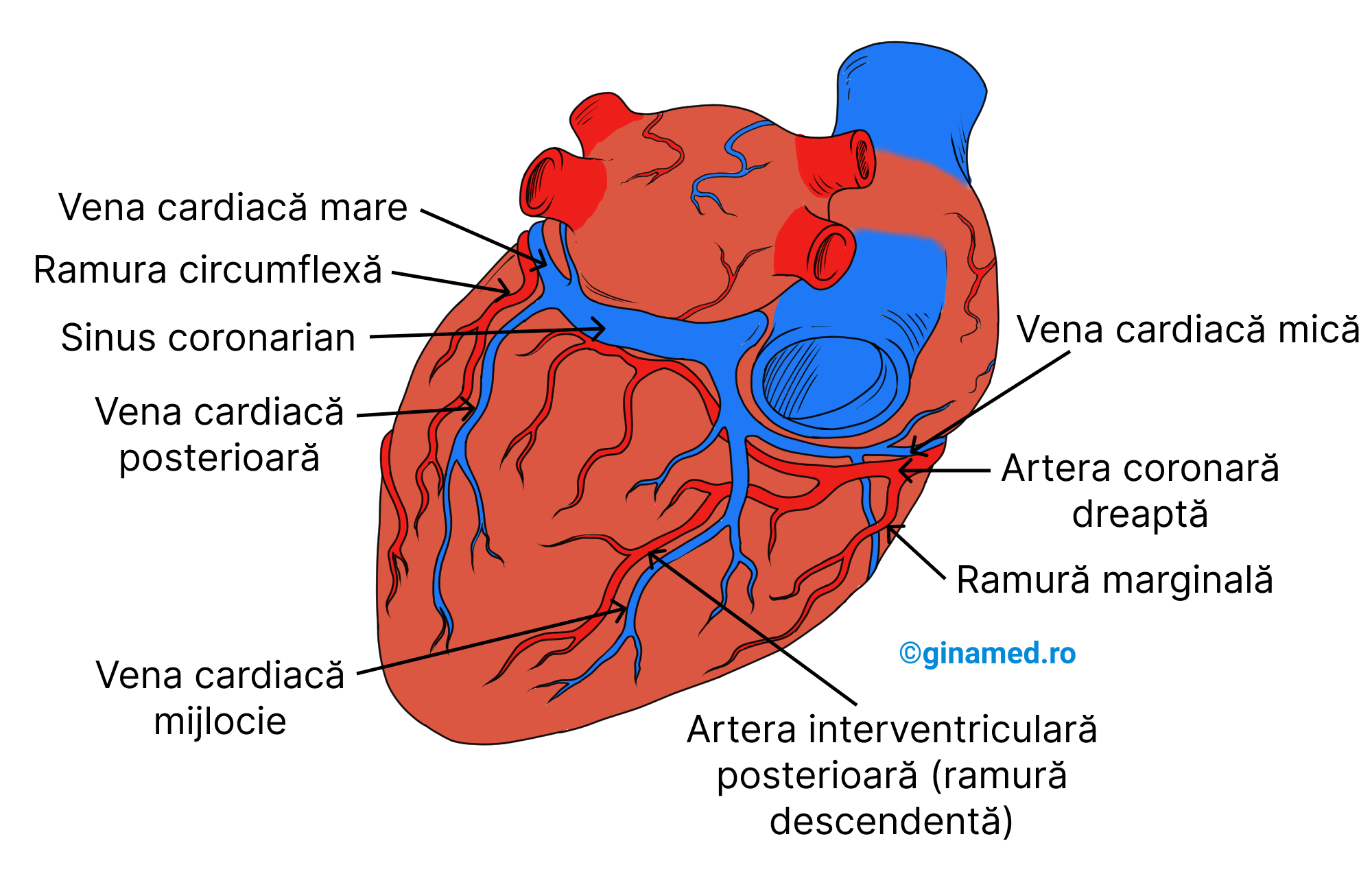 Sistemul cardiovascular - GinaMed