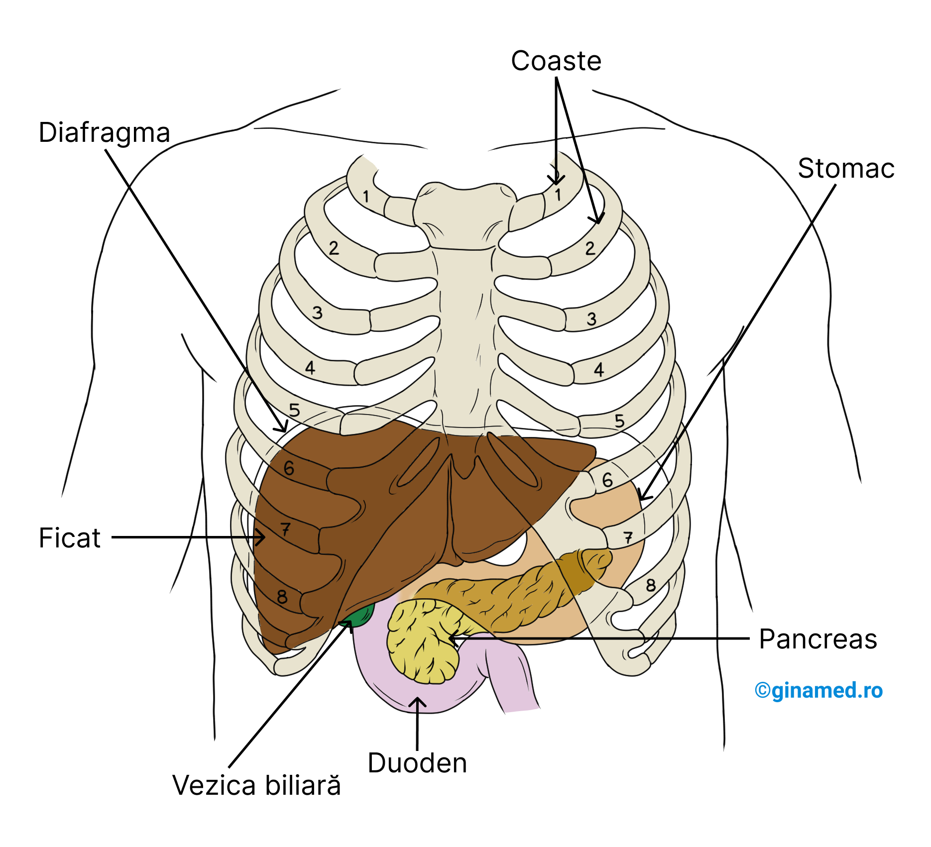 Sistemul digestiv - GinaMed