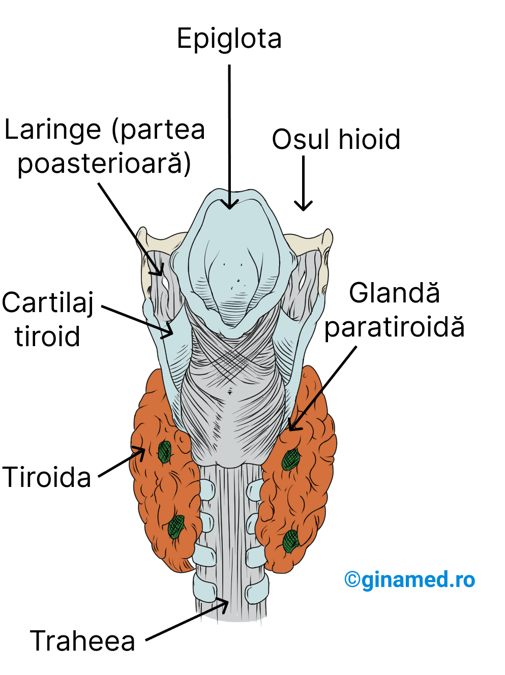 Sistemul endocrin - GinaMed