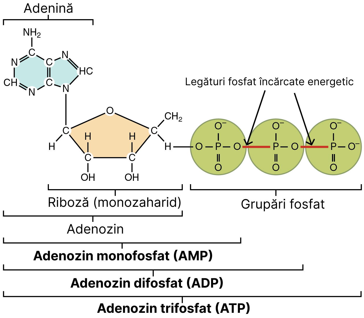 Metabolism și nutriție - Biologie Barron's - GinaMed